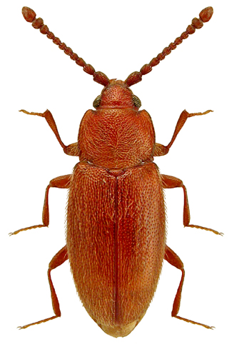 Caenoscelis ferruginea | UK Beetle Recording